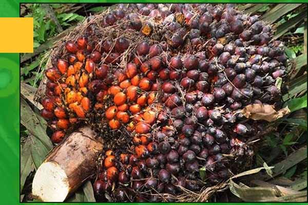 Palm Products – PT. Inti Trading Nusantara