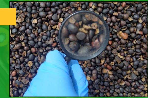 Palm Products – PT. Inti Trading Nusantara